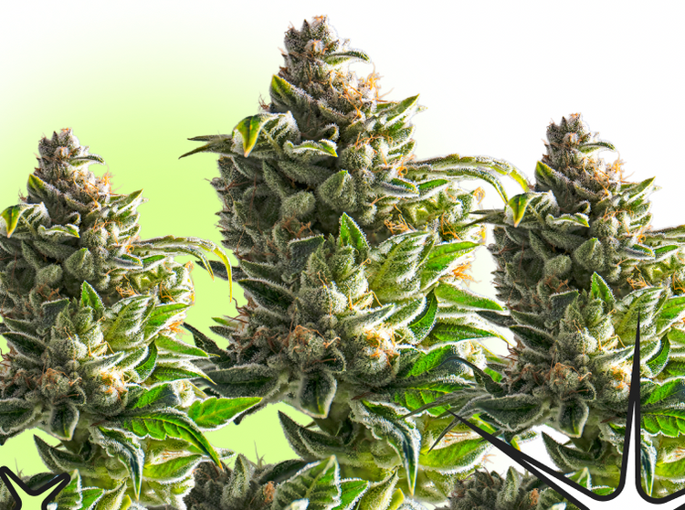 Only Gas At Goblin 420 Pharmacy | THCa Flower, THCa Carts, THCa Rosin ...